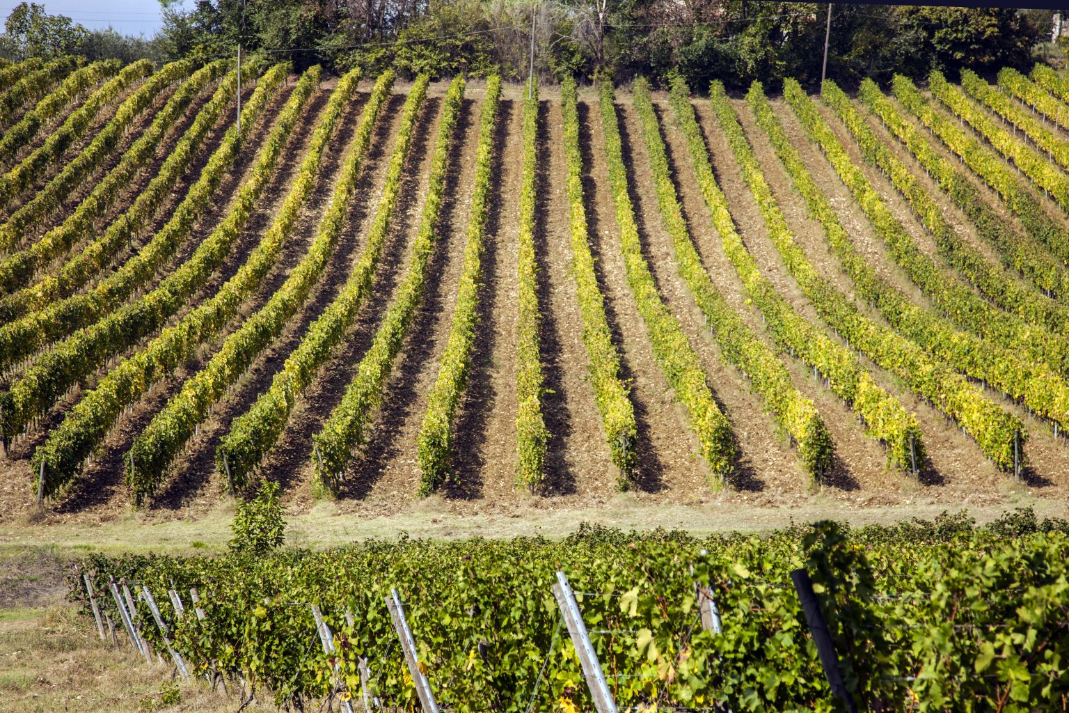 Aglianico del Vulture Wine Guide: Basilicata's Volcanic Red King